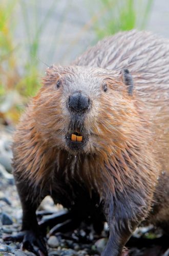 North American Beaver Facts - Grit